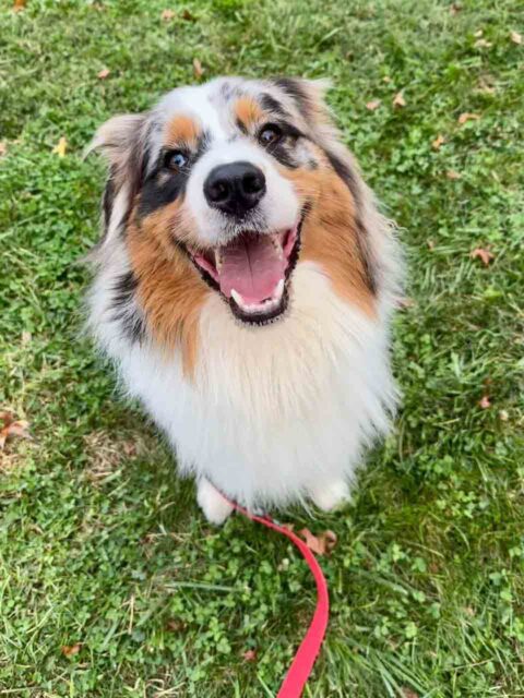 ECHO Rescue - East Coast Herding Dog Organization Rescue