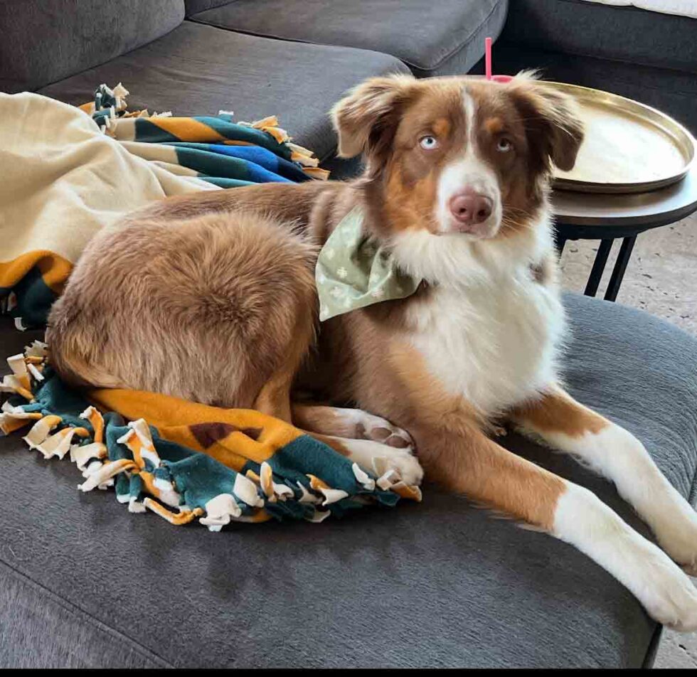 ECHO Rescue Dog Charlie Brown - ECHO Rescue