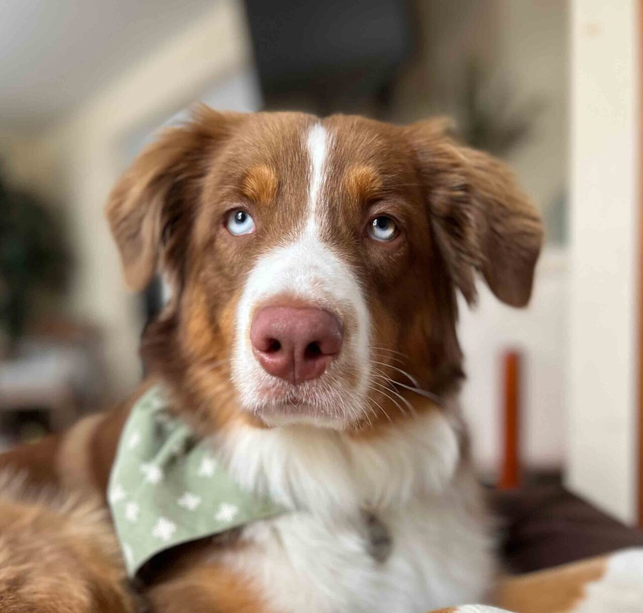 ECHO Rescue Dog Charlie Brown - ECHO Rescue