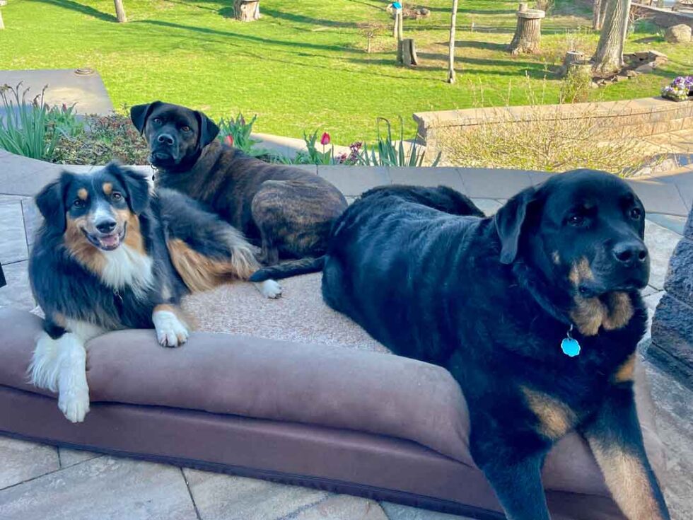 ECHO Rescue Dog Gordita - ECHO Rescue