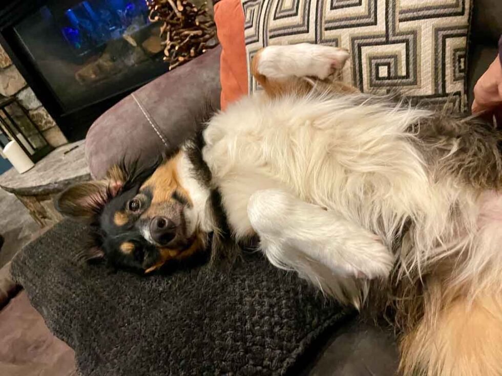 ECHO Rescue Dog Gordita - ECHO Rescue