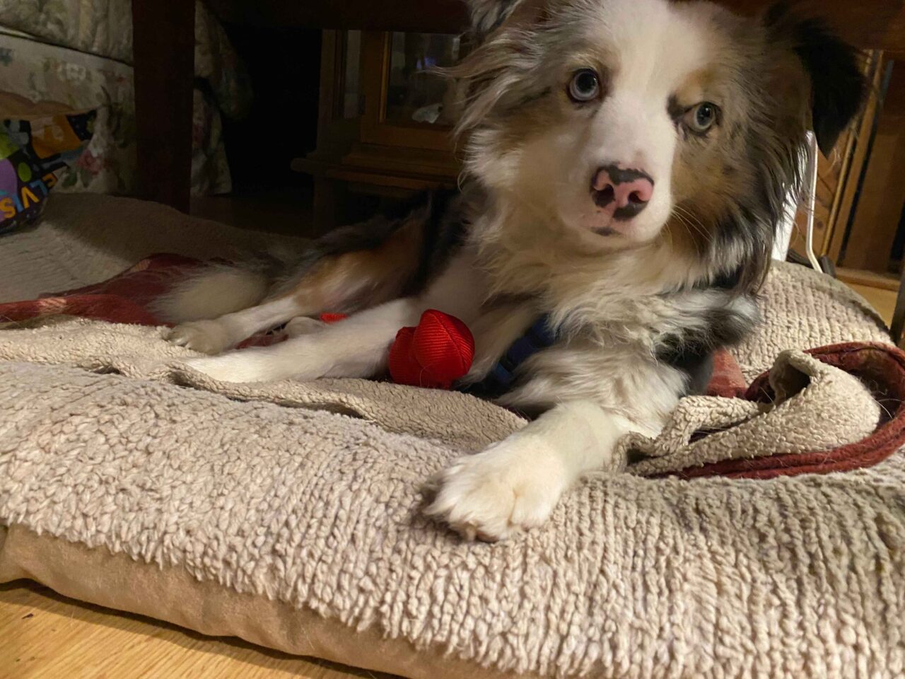 Echo Rescue Dog Sydney - ECHO Rescue