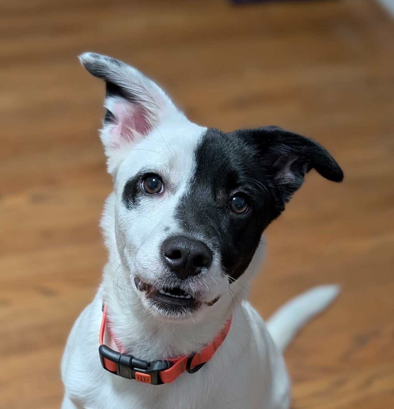 Dogs for Adoption - ECHO Rescue