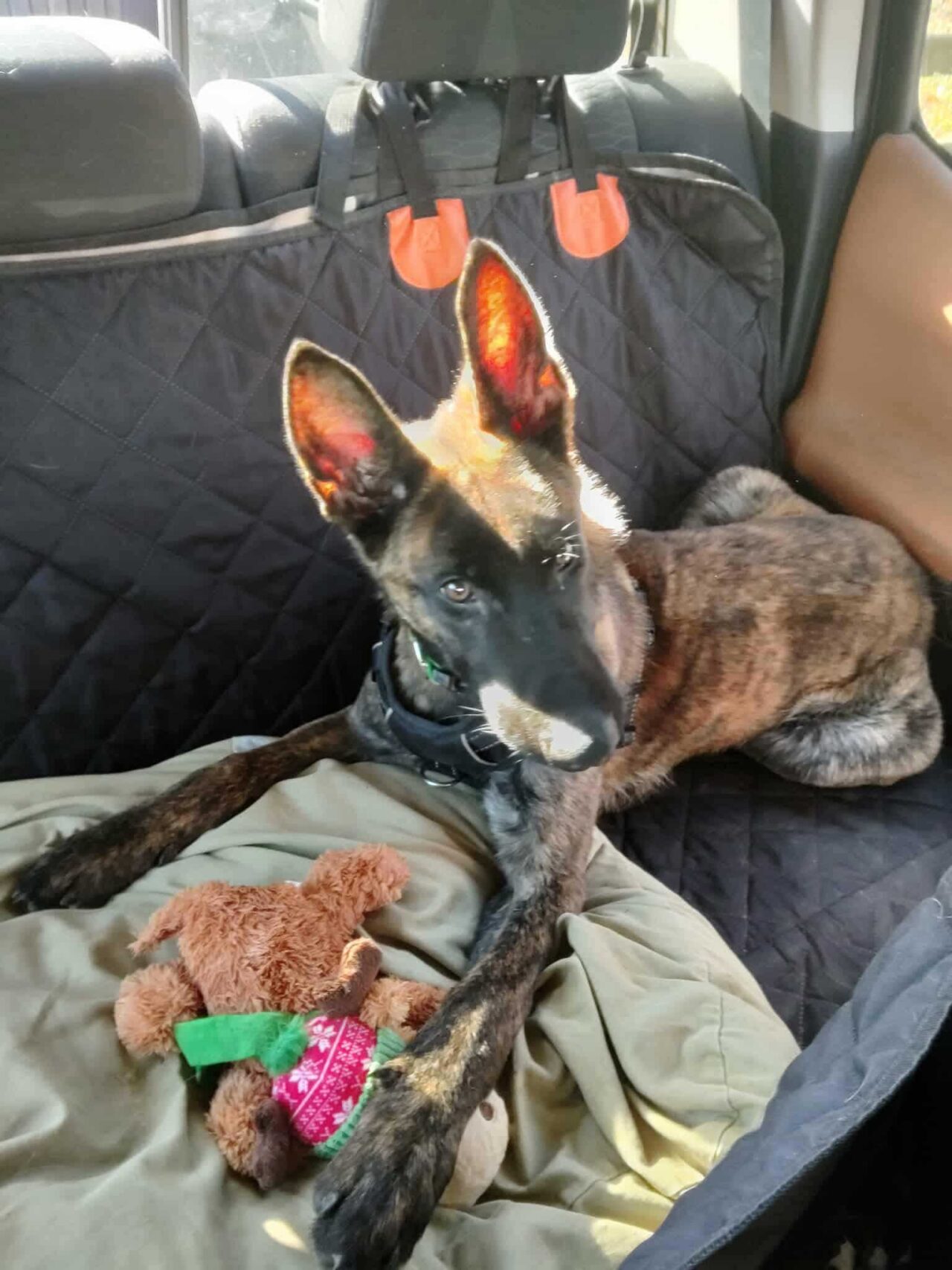 Dogs for Adoption - ECHO Rescue